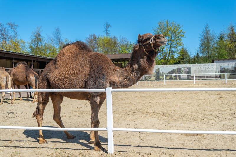 Large Brown Humped Camel on a Paddock Farm Stock Image - Image of ...