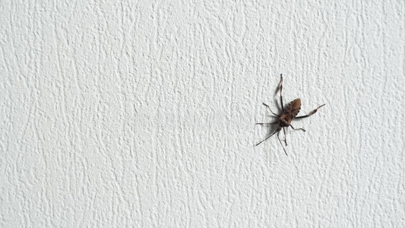 Bug crawling on rough wall stock video. Video of beetle - 208303615