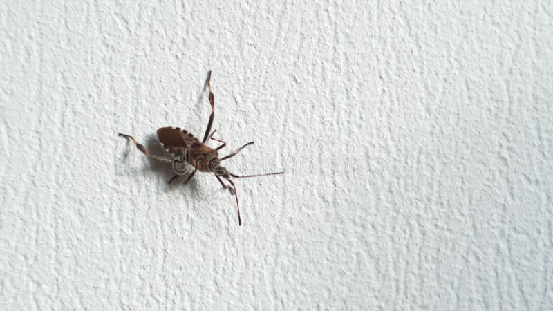 Bug crawling on rough wall stock video. Video of beetle - 208303615