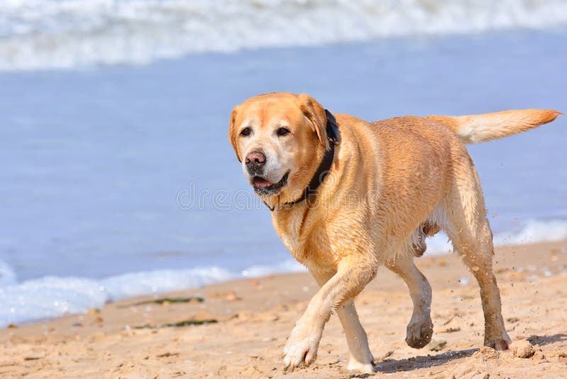 Brown Labrador Running On The Beach Stock Photo - Image of breed, happy ...