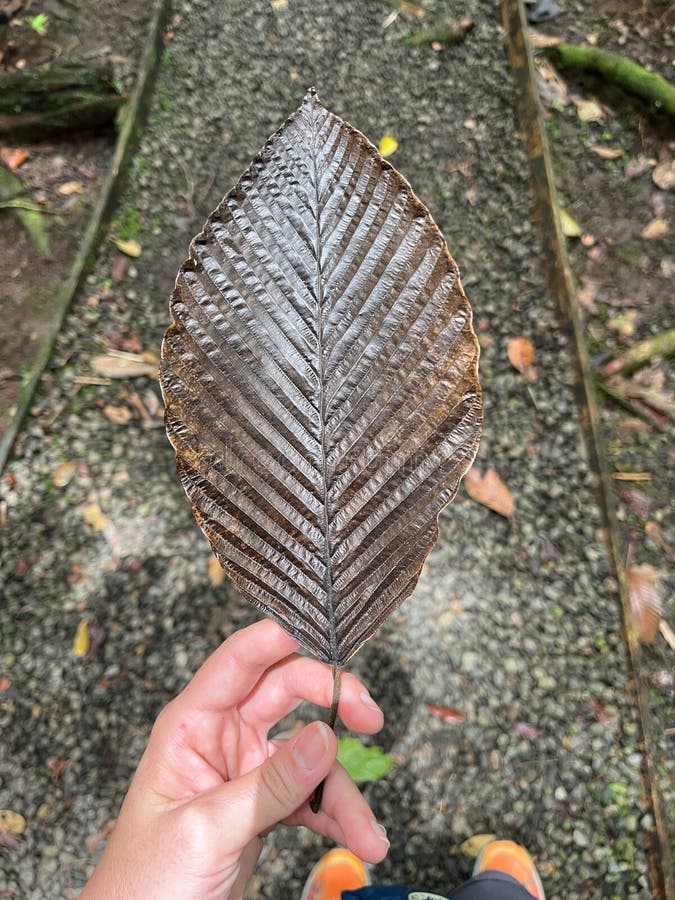 Big brown leaf stock photo. Image of brown, tall, tree - 389315616