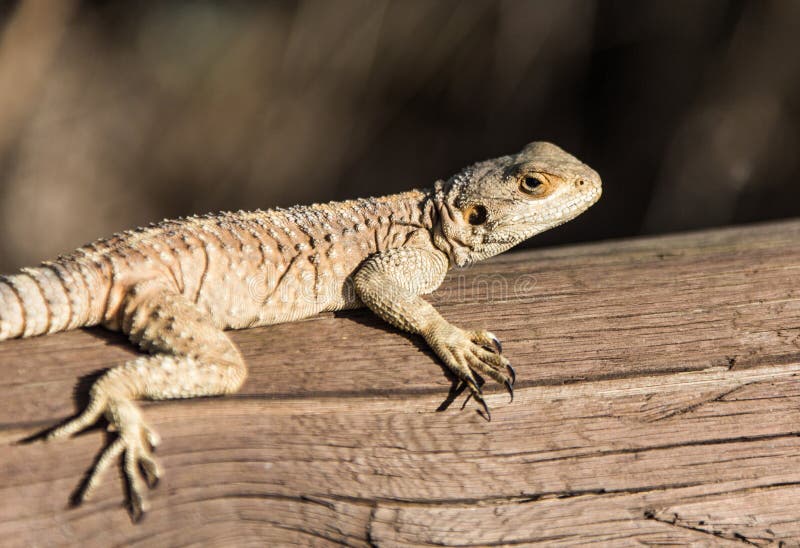 Big brown lizard stock photo. Image of nature, brown - 51620850