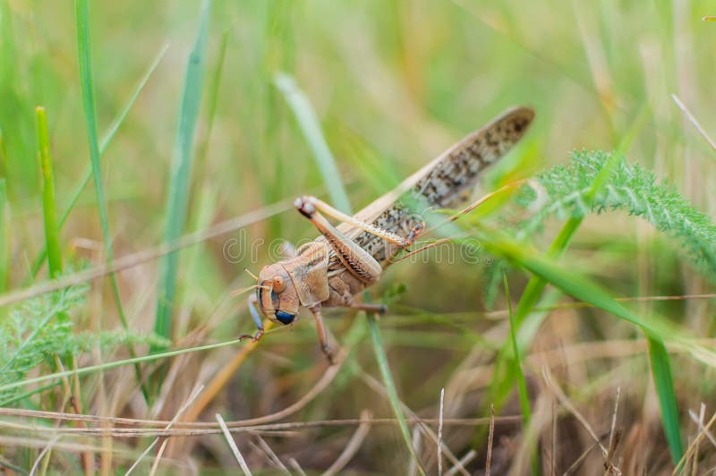 Brown Garden Locust 1 stock image. Image of gardens, pests - 39667983