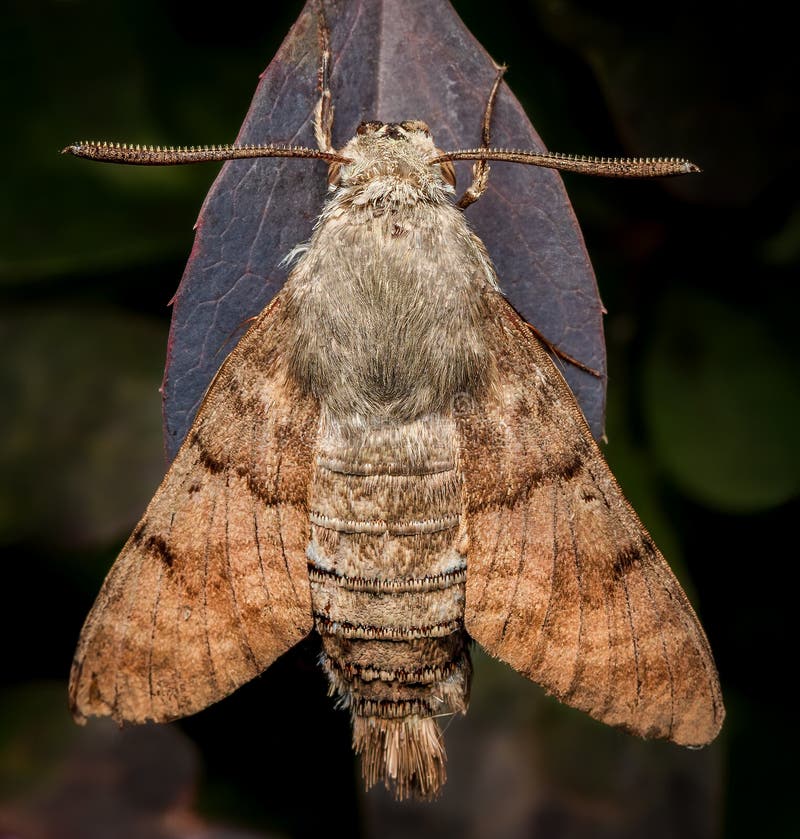 Big brown moth stock image. Image of biology, pest, details - 265080359