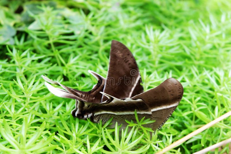Big Brown Moth Insect on Green Field Stock Photo - Image of green ...