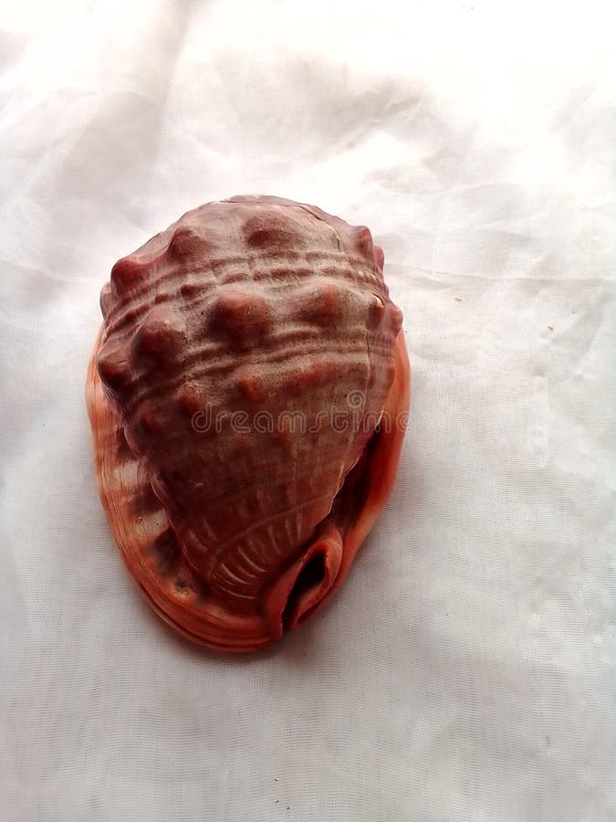 A Big Brown Sea Shell, July 2022 in Kenya Stock Photo - Image of ...