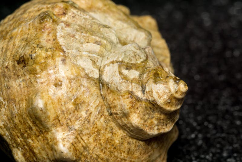 Big Brown Seashell stock photo. Image of macro, isolated - 69095016