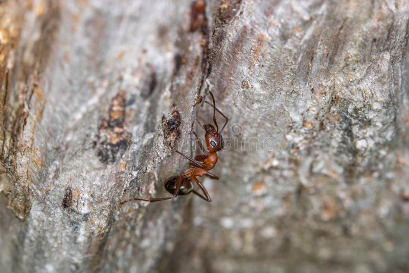 Big Brown Ant from the Side Stock Image - Image of biology, insects ...