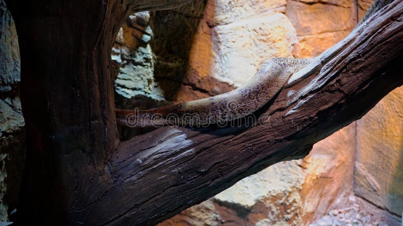 Big Brown Snake on the Tree Moving Forward. Stock Footage - Video of ...