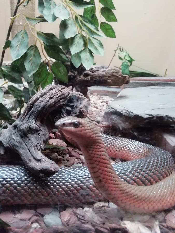 Big brown snake at the zoo stock photo. Image of snake - 138243916