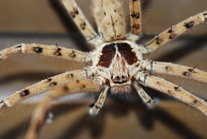 Big brown spider stock photo. Image of front, huge, brown - 27605020