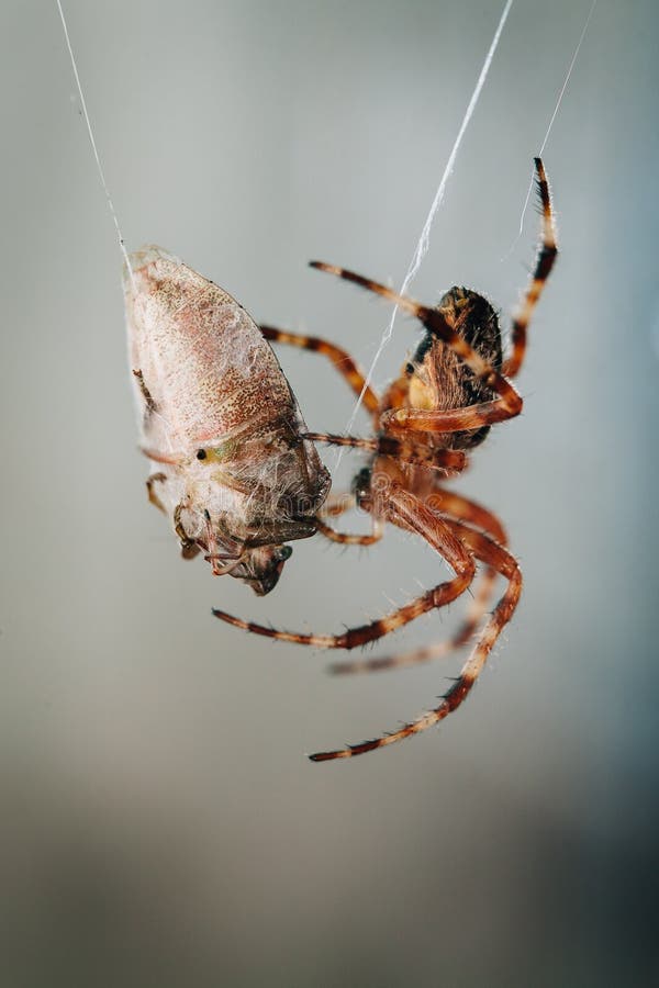 Spider is Eating the Trapped Bug Stock Image - Image of brown, golden ...