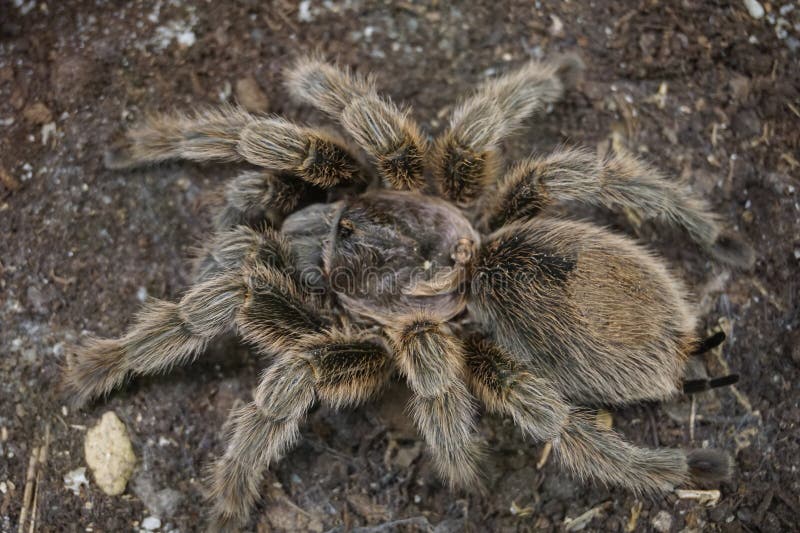 Big Brown Spider. Tarantula Stock Photo - Image of spiderweb, wildlife ...