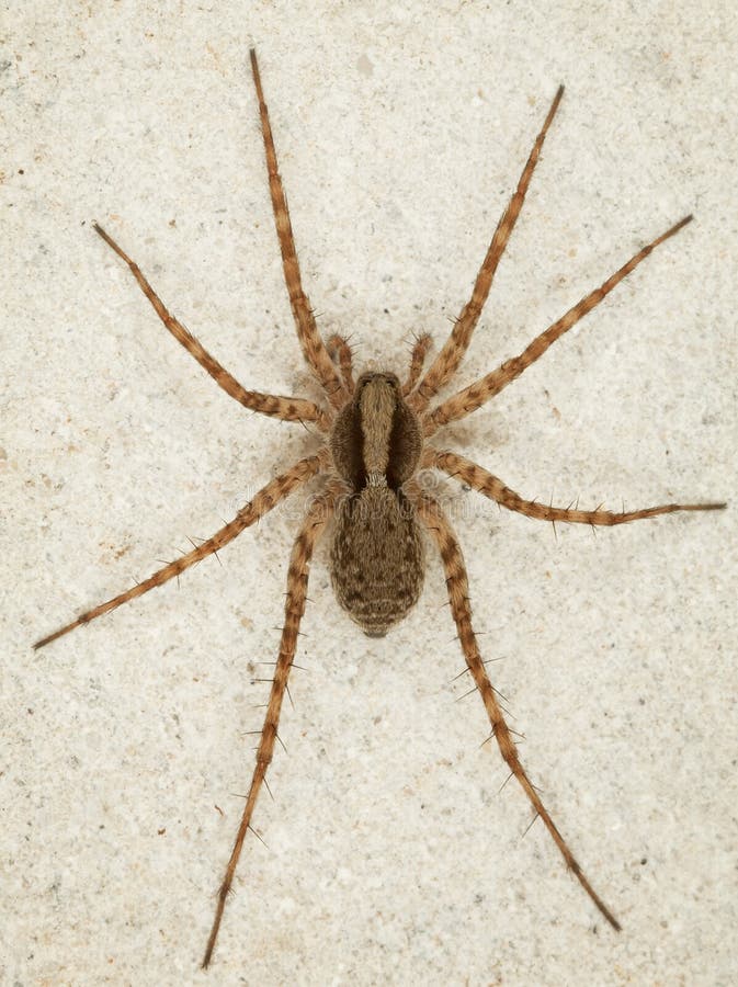 Big Brown Spider On Wall Royalty Free Stock Images - Image: 15510909