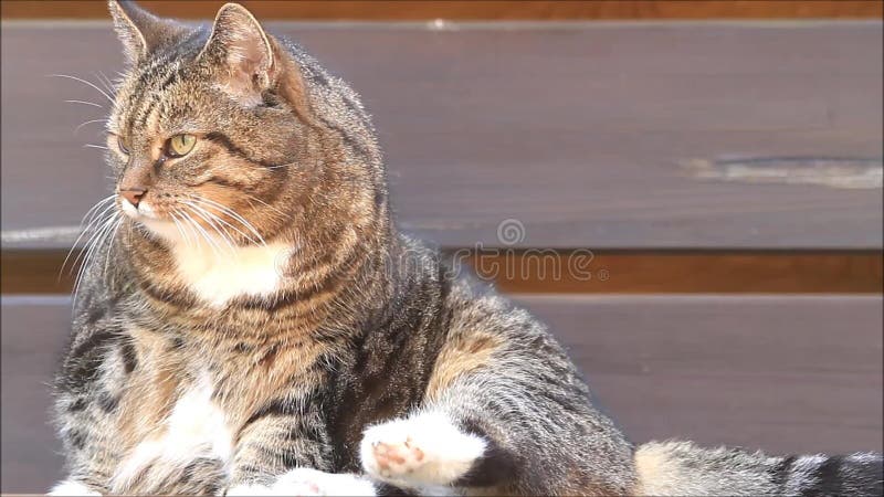 A Scene of a Tabby Cat Looking Back. Stock Video - Video of striped ...