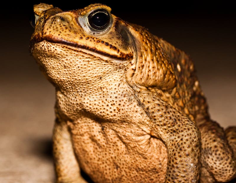 Big brown toad stock image. Image of details, close, america - 11530831
