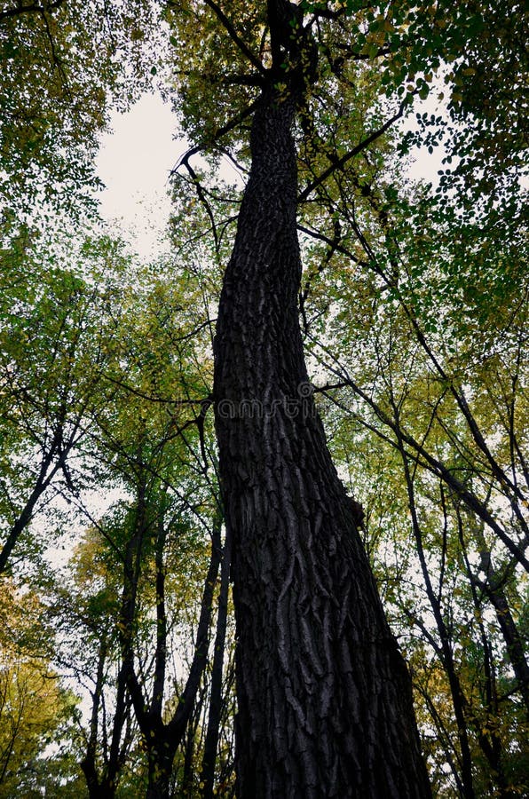 Big Brown Trunk and New Green Leaf of Old Tree Stock Photo - Image of ...