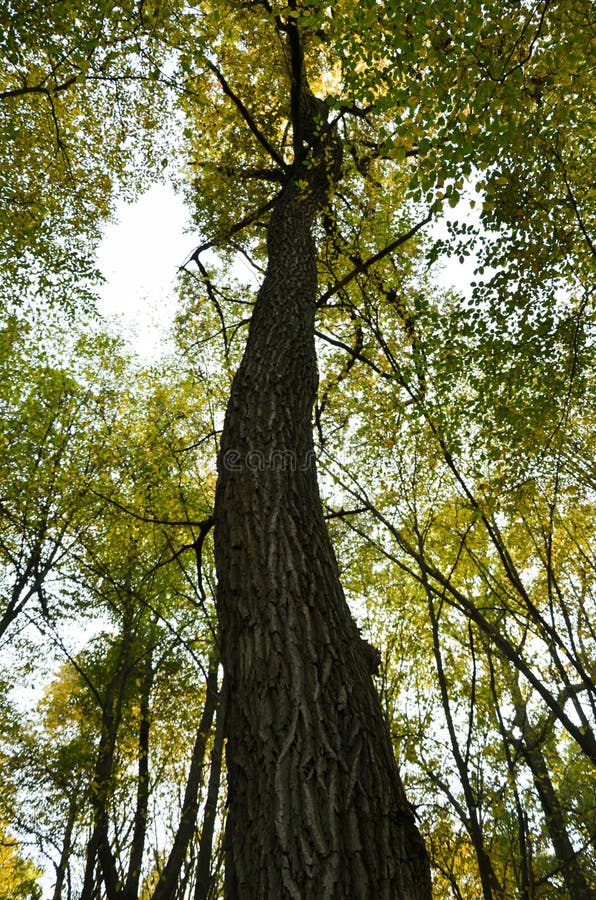 Big Brown Trunk and New Green Leaf of Old Tree Stock Image - Image of ...