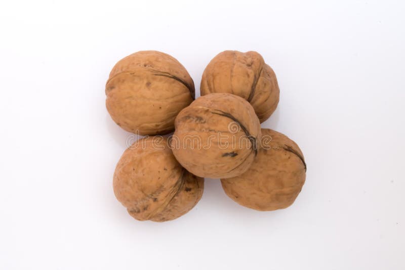 Big Brown Walnut Large Nuts Stock Image - Image of wood, nuts: 263354443