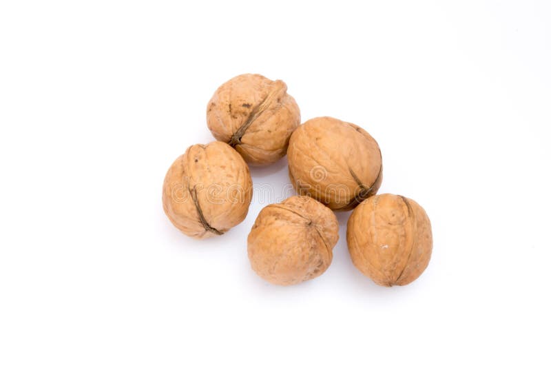 Big Brown Walnut Large Nuts Stock Image - Image of brown, walnut: 263354473