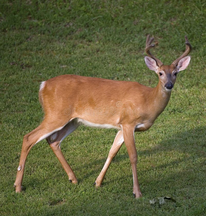 Big buck stock photo. Image of whitetail, wildlife, brown - 15571640