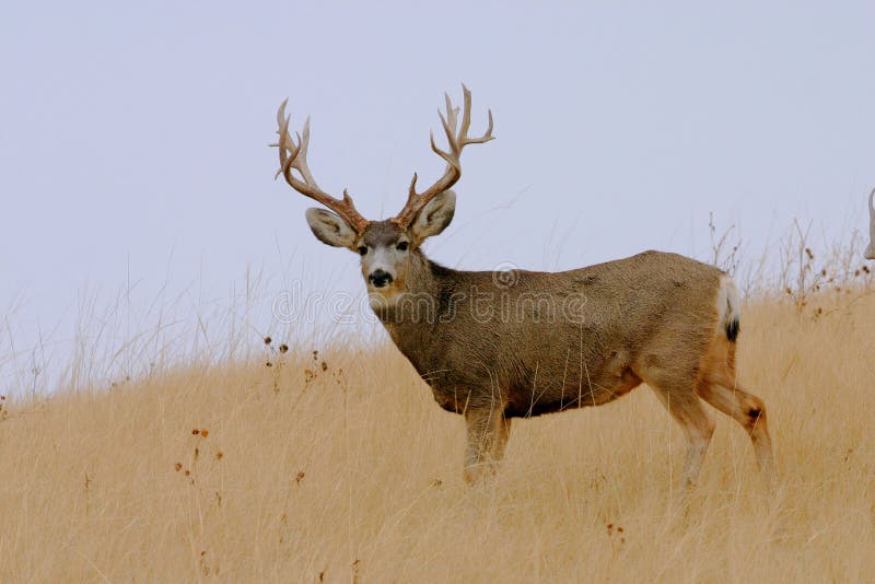 Big Buck stock photo. Image of deer, colorado, hunting8point - 1809388