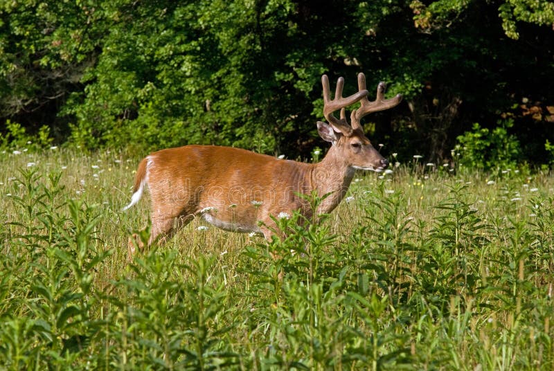 Big Buck stock photo. Image of horns, buck, grass, antlers - 5794518