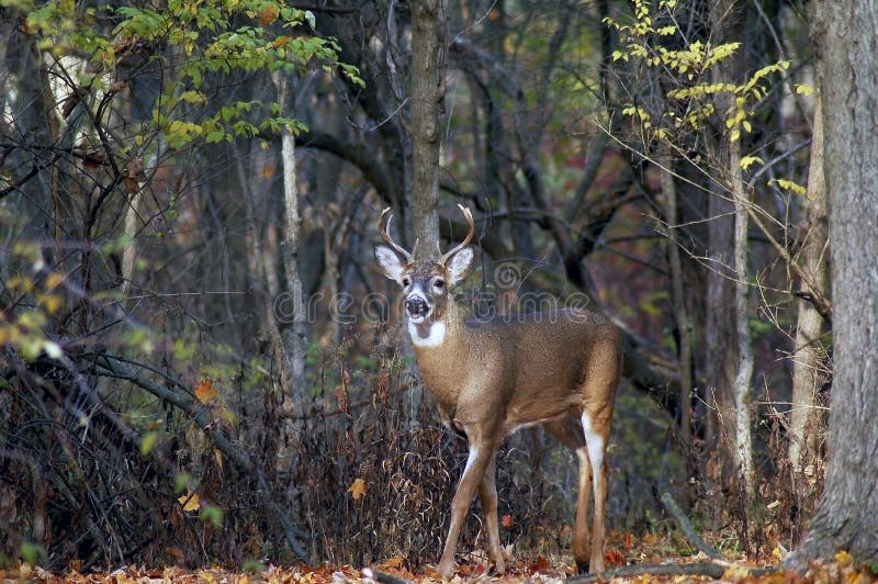Big Buck stock image. Image of markings, beautiful, face - 6935201