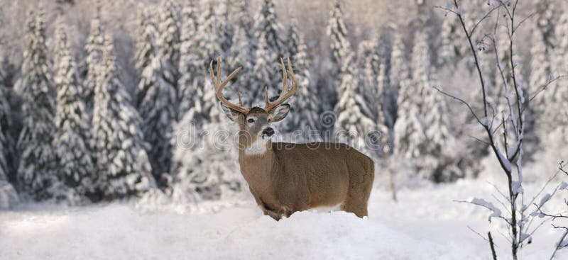 Big Buck Deer in Forest during Winter Stock Image - Image of winter ...