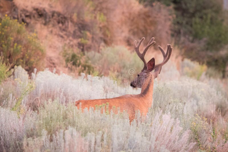 Big Buck in the Desert stock photo. Image of wildlife - 135142888
