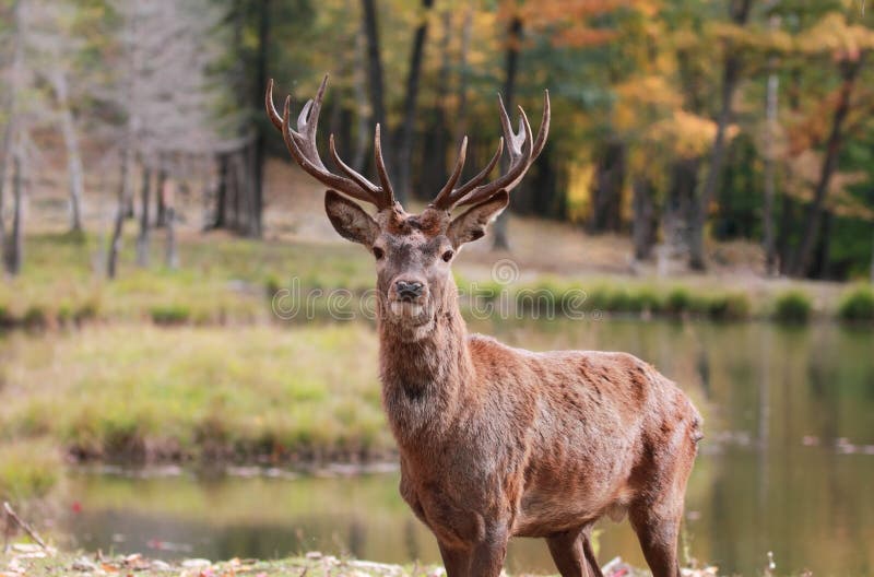 Buck in nature stock image. Image of tree, power, quebec - 34140097