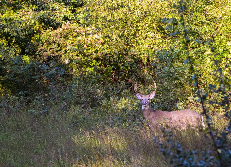 Big buck in the field stock photo. Image of face, forest - 89551710