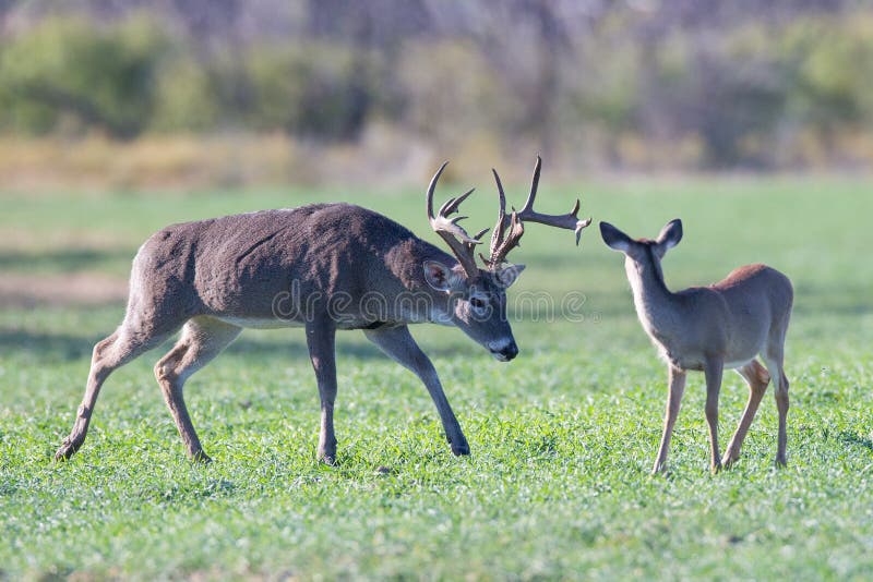 Big Buck Little Doe stock photo. Image of fawn, rack - 48872966 Big Buck Little Doe stock photo. Image of fawn, rack - 48872966