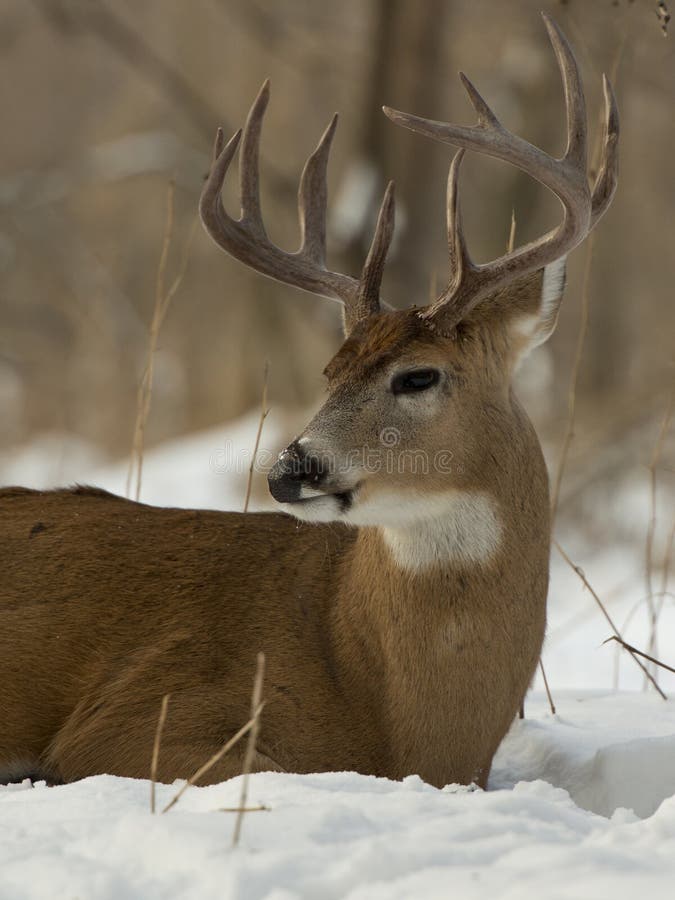 8 Point Rack Whitetail Buck in the Snow Stock Photo - Image of woods ...