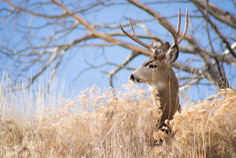 A Buck Stands Watch stock image. Image of wilderness - 149835265