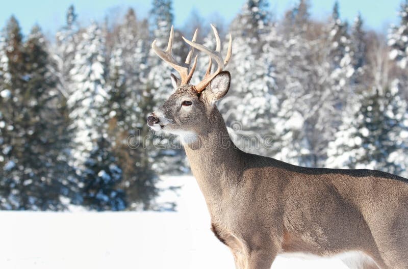 Big buck in winter stock image. Image of deer, forest - 35669233