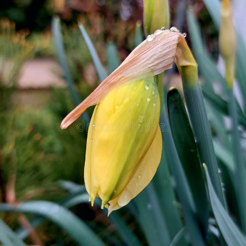 Big Bud of Narcissus Spring Bulbous Plant Stock Image - Image of spring ...