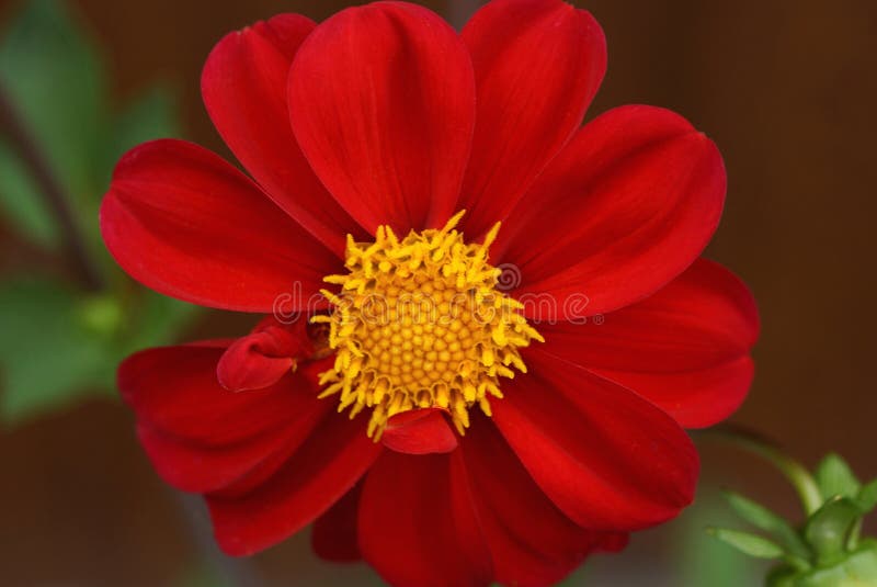 Big Bud of a Red Round Flower on a Green Stalk on a Yellow Background ...