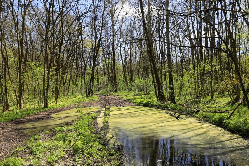 Big Puddle In The Spring Forest Stock Image - Image of tree, spring ...