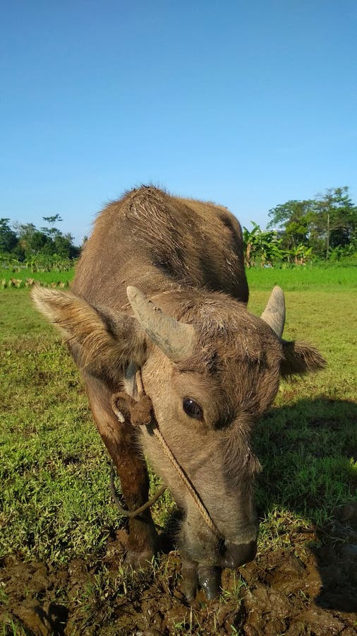 Big bufallo in the field stock photo. Image of text - 188956492