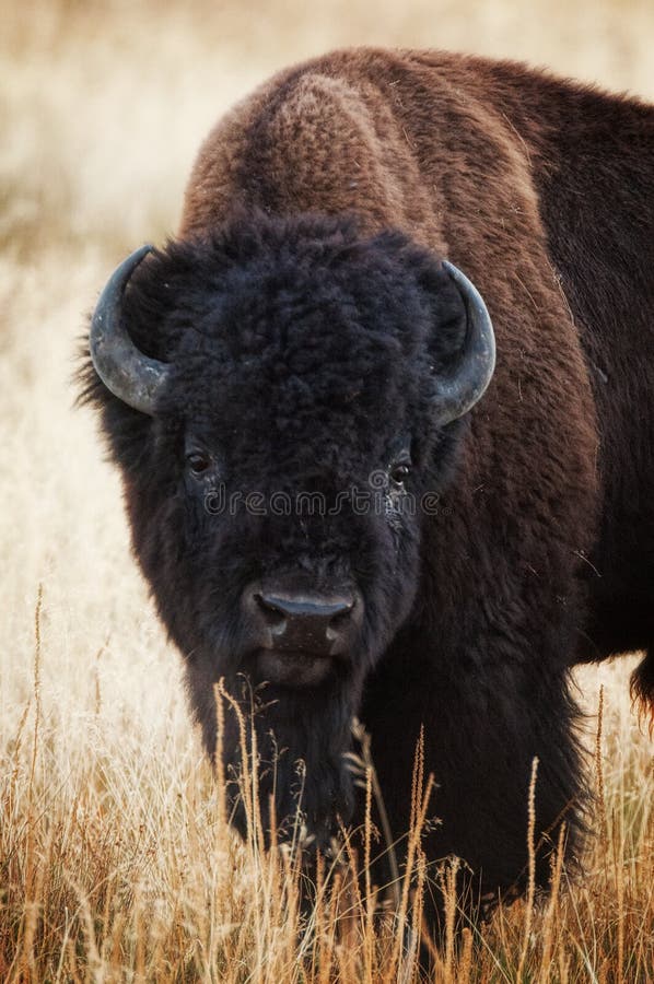 American Buffalo stock photo. Image of park, hairy, native - 8388200