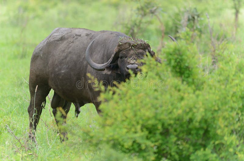 Big Buffalo Bull in Kruger Park Stock Photo - Image of buffalo, stare ...
