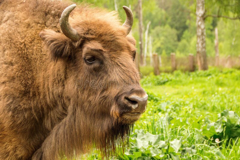 European Bison stock photo. Image of brown, field, summer - 102414854