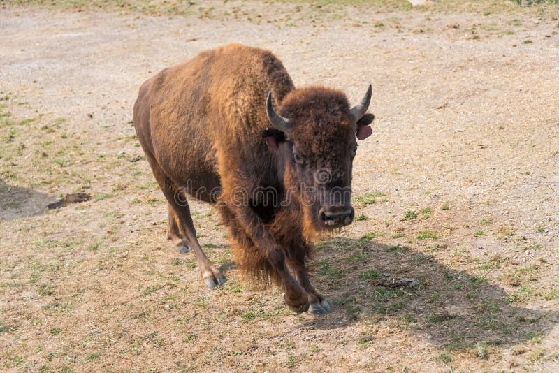 Big Buffalo on a Country Safari Farm Stock Image - Image of adult ...