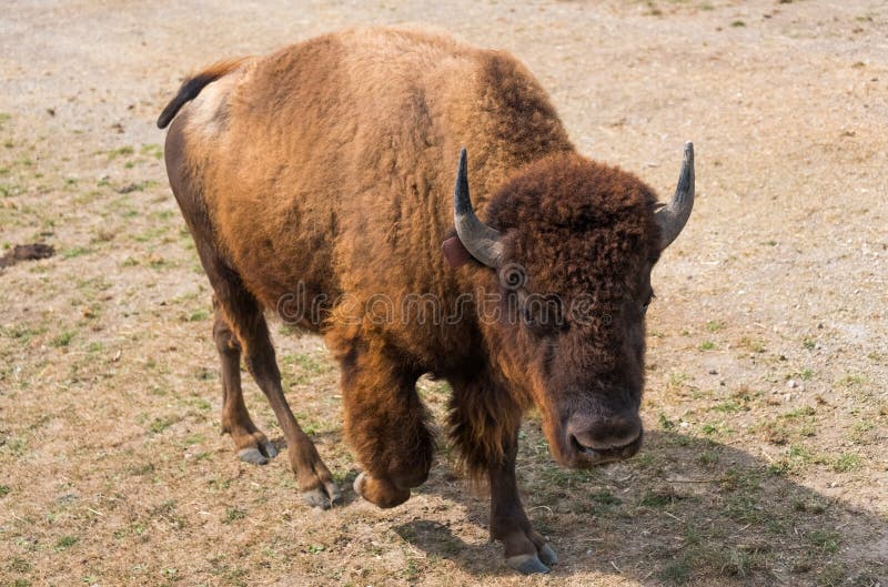 Big Buffalo on a Country Safari Farm Stock Image - Image of beautiful ...
