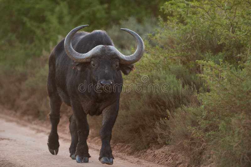 Big buffalo stock photo. Image of zuidafrika, vehicle - 62495596