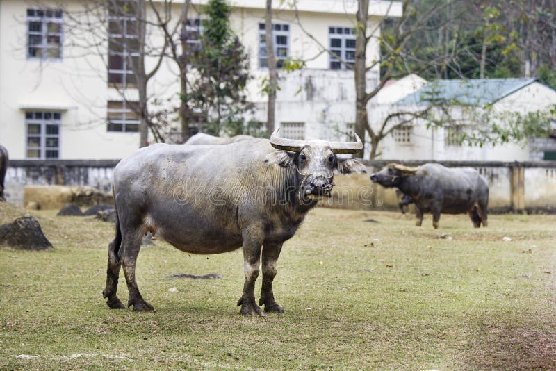 A big Buffalo stock image. Image of horns, african, africa - 68668963