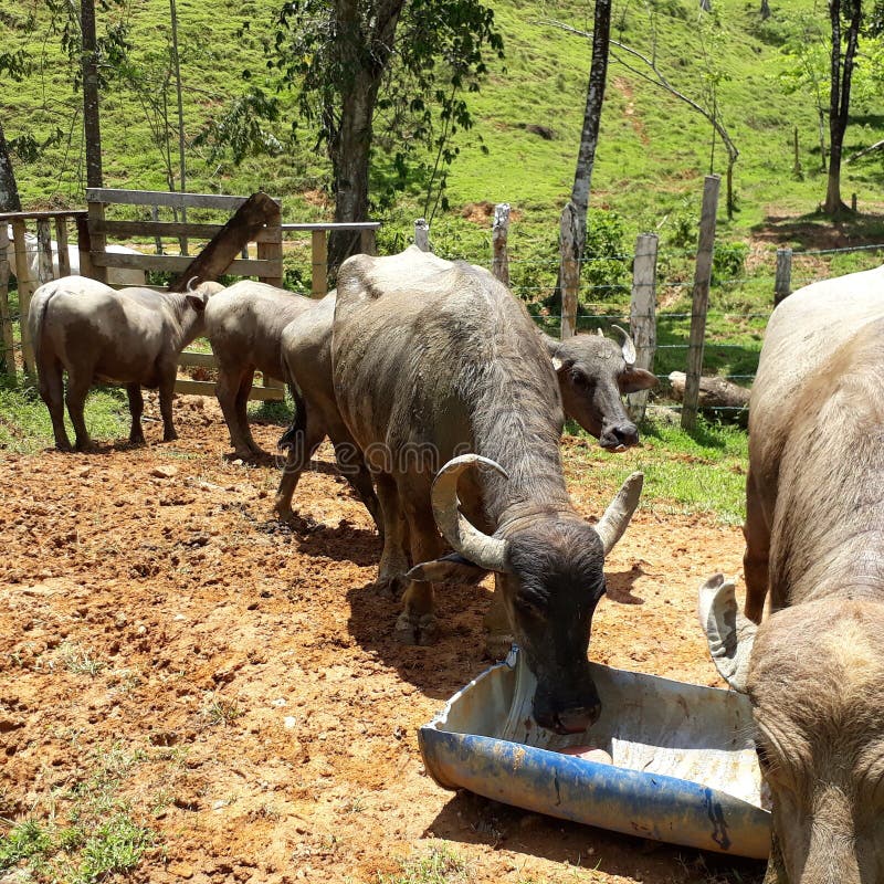 Big Buffalo land stock image. Image of chubs, buffalo - 152801135