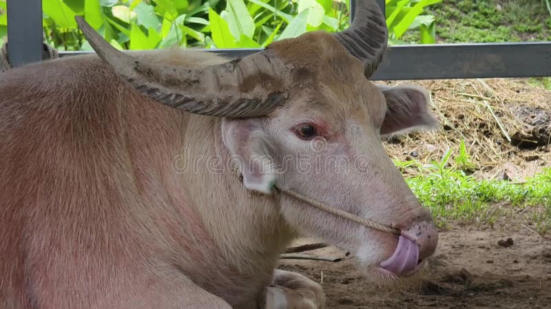 Big Buffalo Lays on the Ground at Rural Farm Stock Video - Video of ...