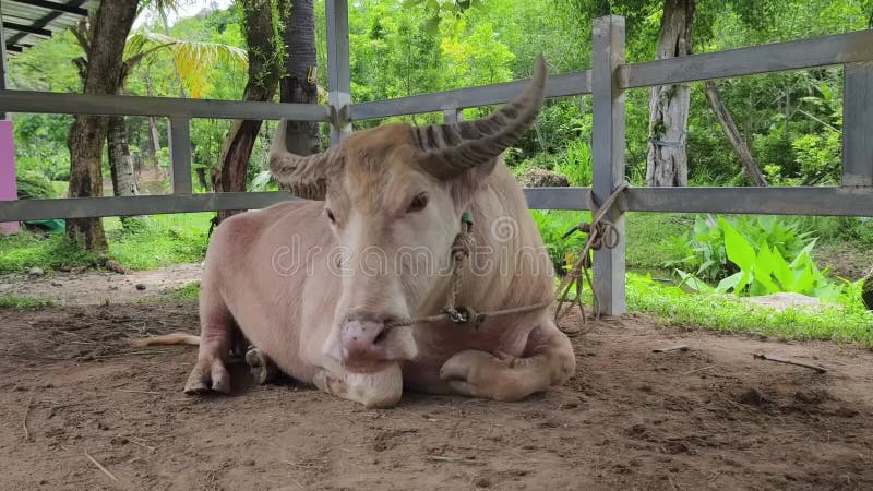 Big Buffalo Lays on the Ground at Rural Farm Stock Video - Video of ...
